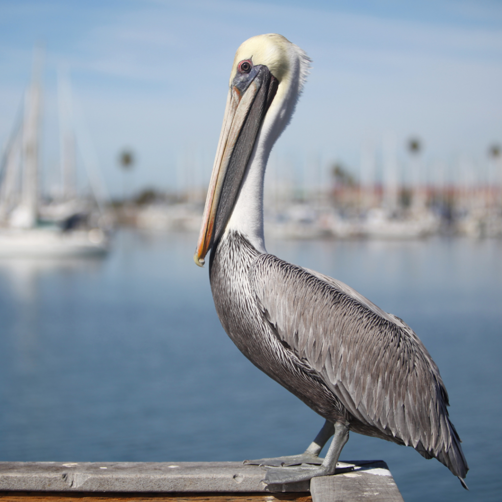 A Guide to the Florida Panhandle’s Wildlife | Adagio 30A