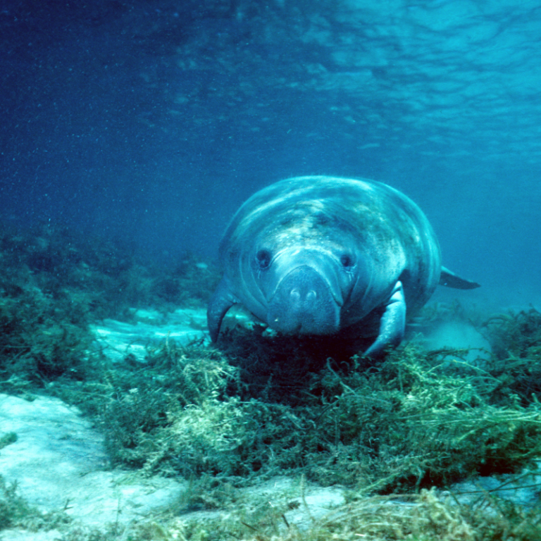 A Guide to the Florida Panhandle’s Wildlife | Adagio 30A