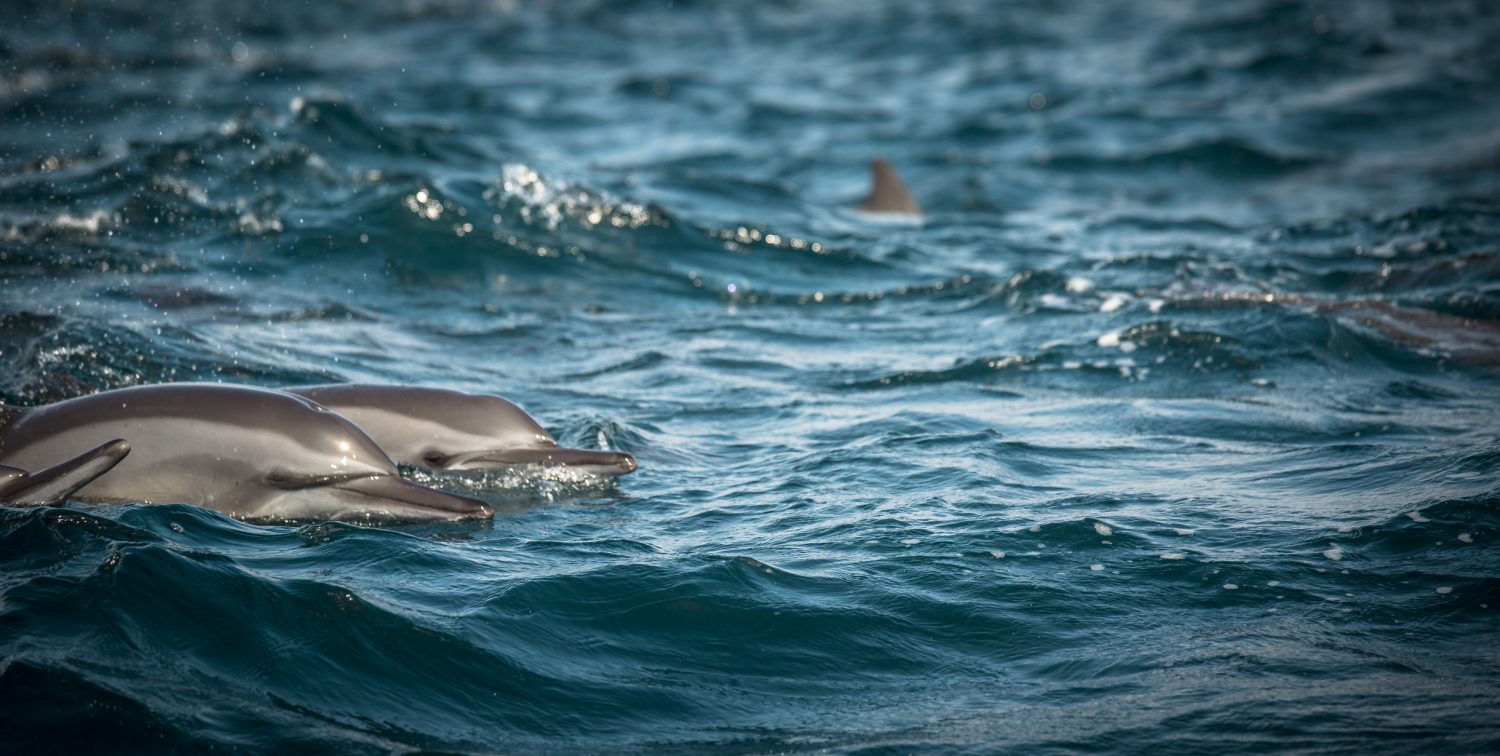 A Guide to the Florida Panhandle’s Wildlife | Adagio 30A